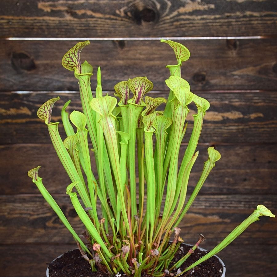 Sarracenia flava var ornata ‘Super ornata’ - LES DENTS DE LA TERRE