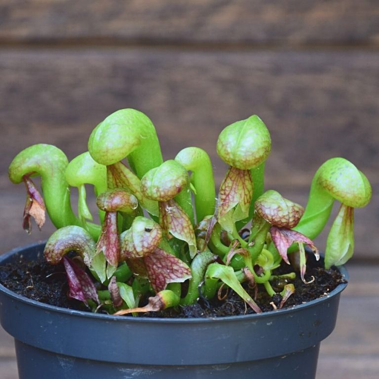 Darlingtonia californica - Les Dents de la Terre