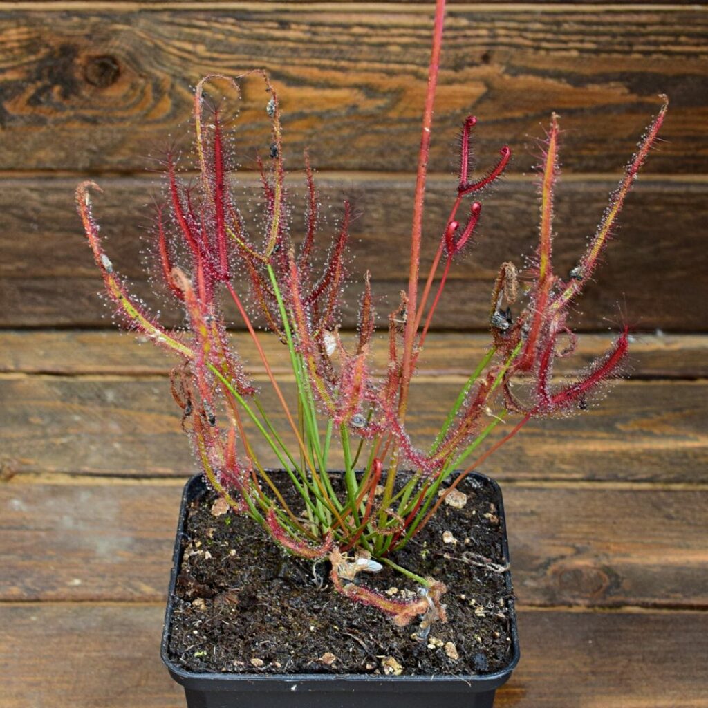 Drosera binata - Les Dents de la Terre