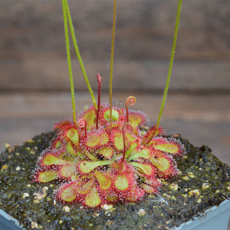 Drosera - Les Dents de la Terre