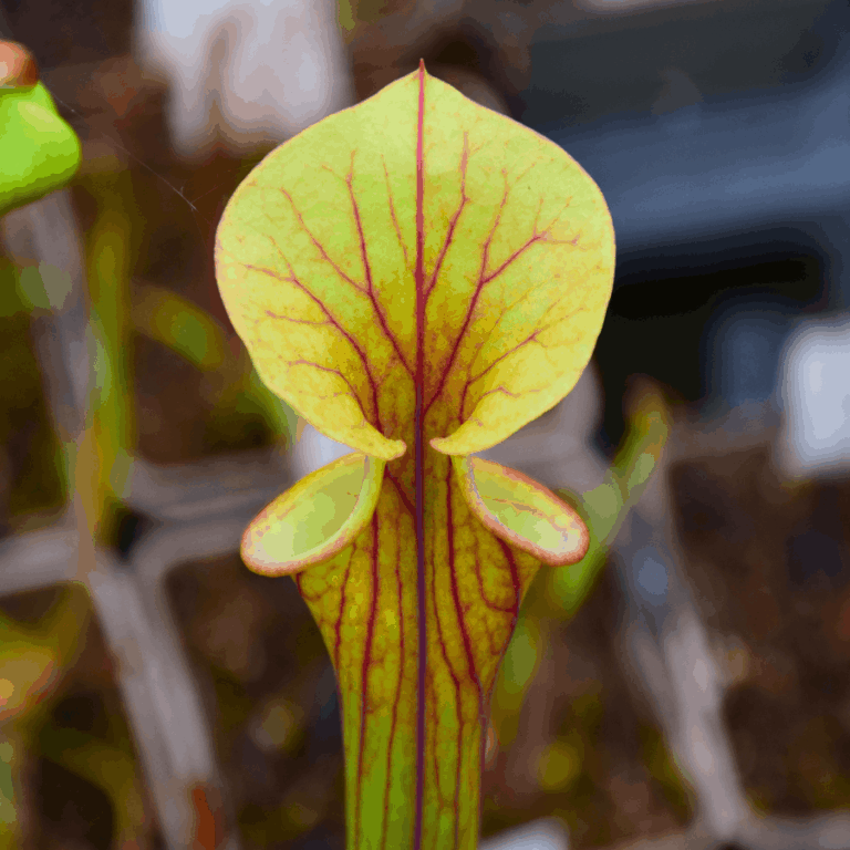 Sarracenia flava var. rubricorpora very broad venation on inside of lid ...